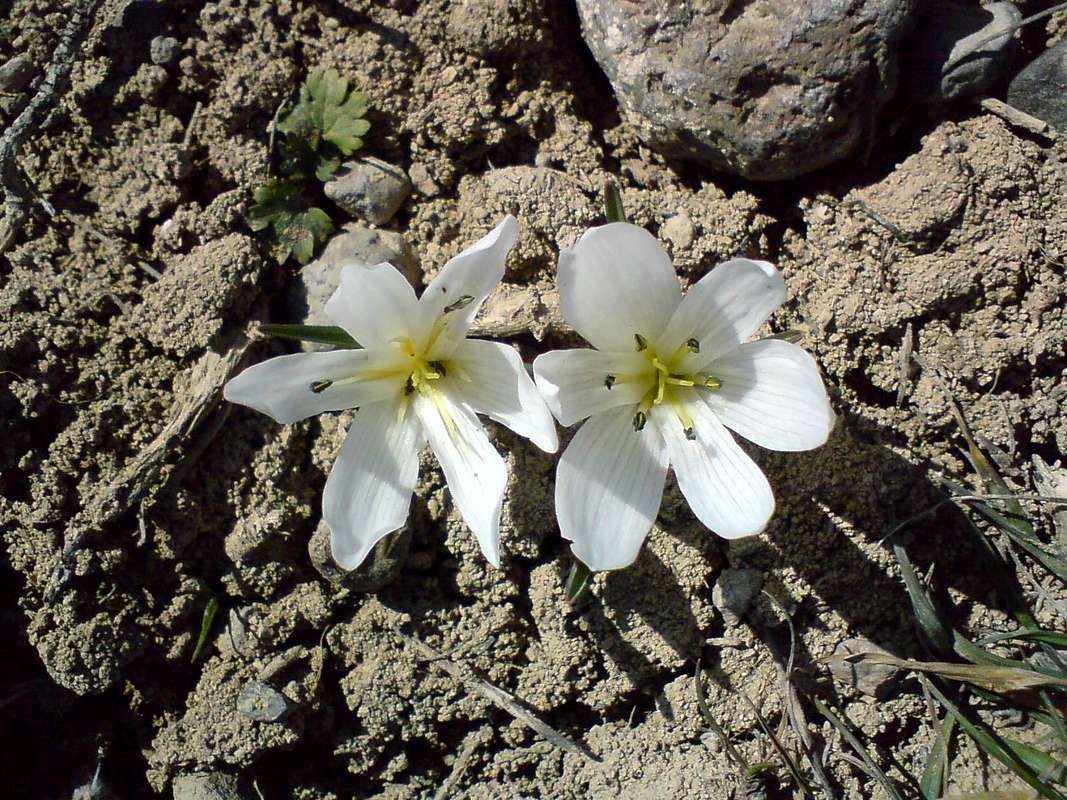 First Signs of Spring (Norooz) : Photos, Diagrams & Topos : SummitPost