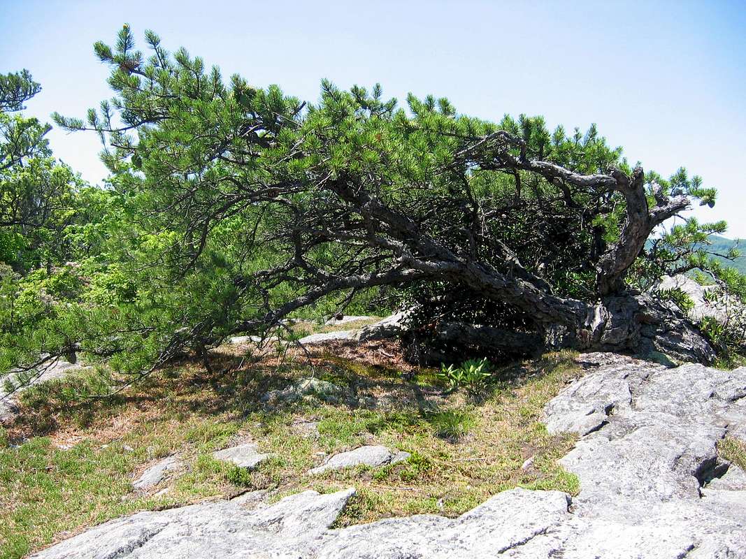 Table Mountain Pine : Photos, Diagrams & Topos : SummitPost
