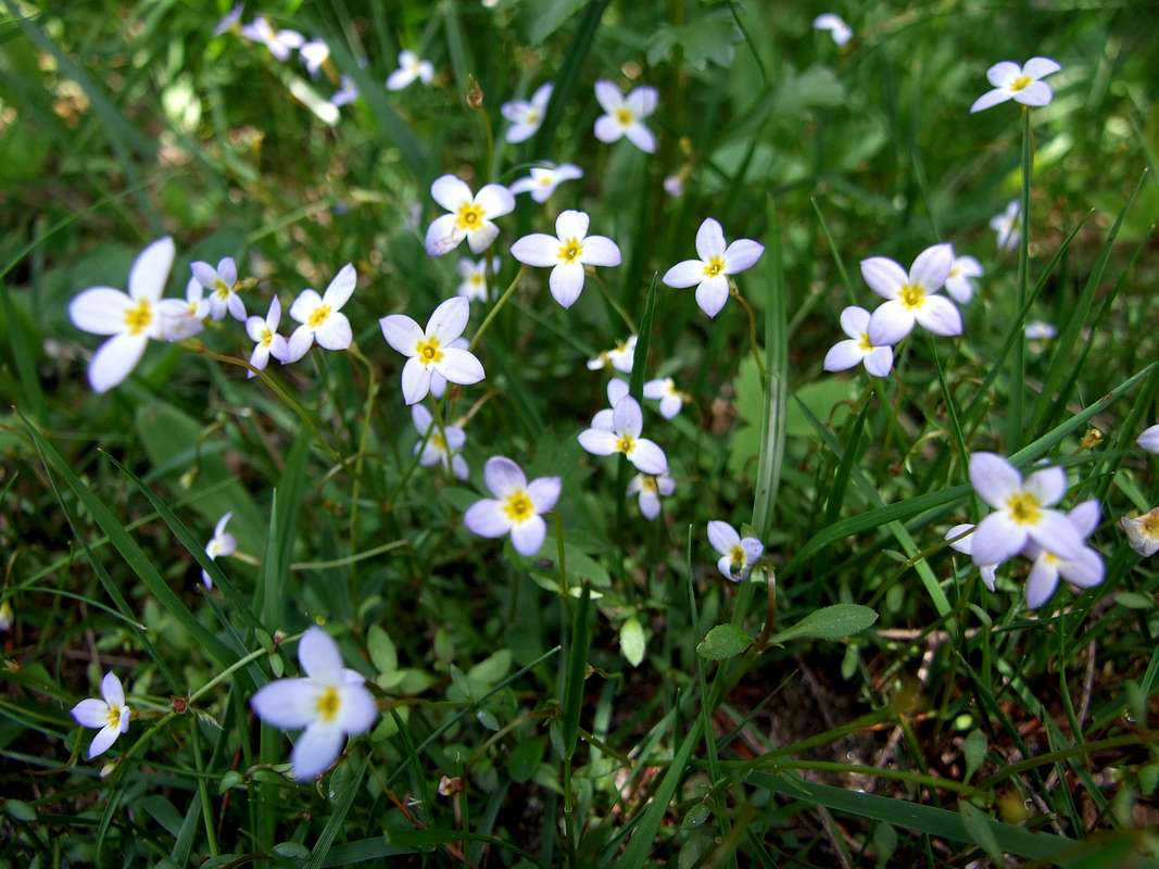 Bluets On Mansfield : Photos, Diagrams & Topos : SummitPost