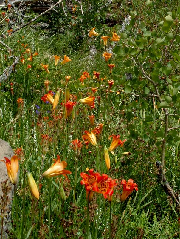 Alpine Lily : Photos, Diagrams & Topos : SummitPost