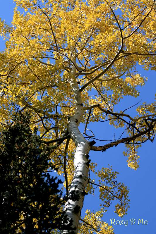 Things are Looking Up : Photos, Diagrams & Topos : SummitPost