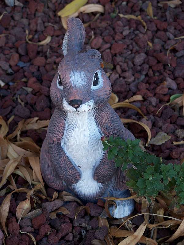 Martian One-Eared Rabbit : Photos, Diagrams & Topos : SummitPost