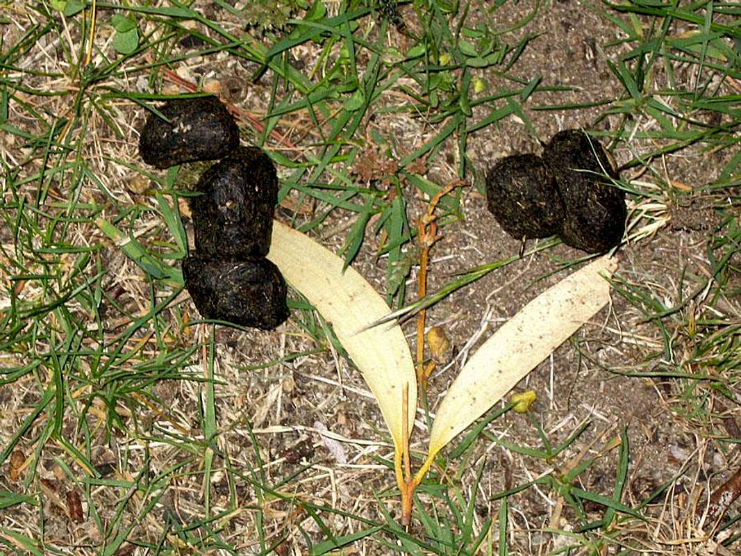 Roo Poo : Photos, Diagrams & Topos : SummitPost