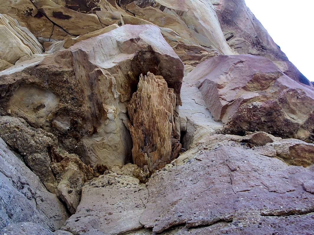 Petrified log : Photos, Diagrams & Topos : SummitPost