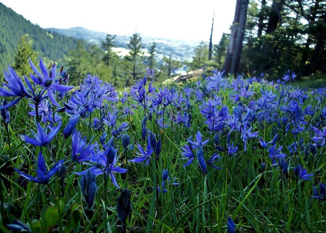 Common Camas : Photos, Diagrams & Topos : SummitPost