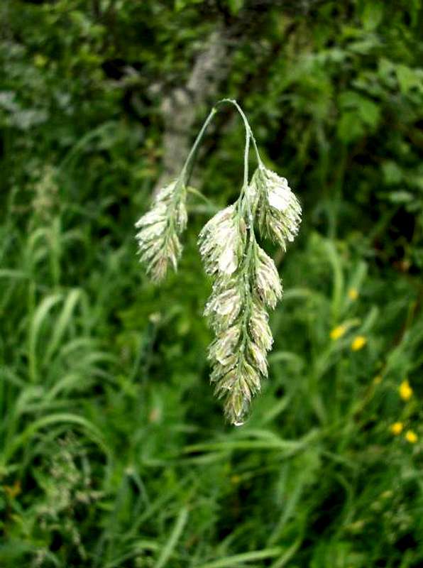 Cocksfoot... : Photos, Diagrams & Topos : SummitPost