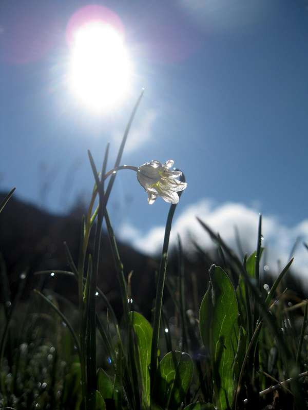 Dew, Flower, Morning Sun : Photos, Diagrams & Topos : SummitPost