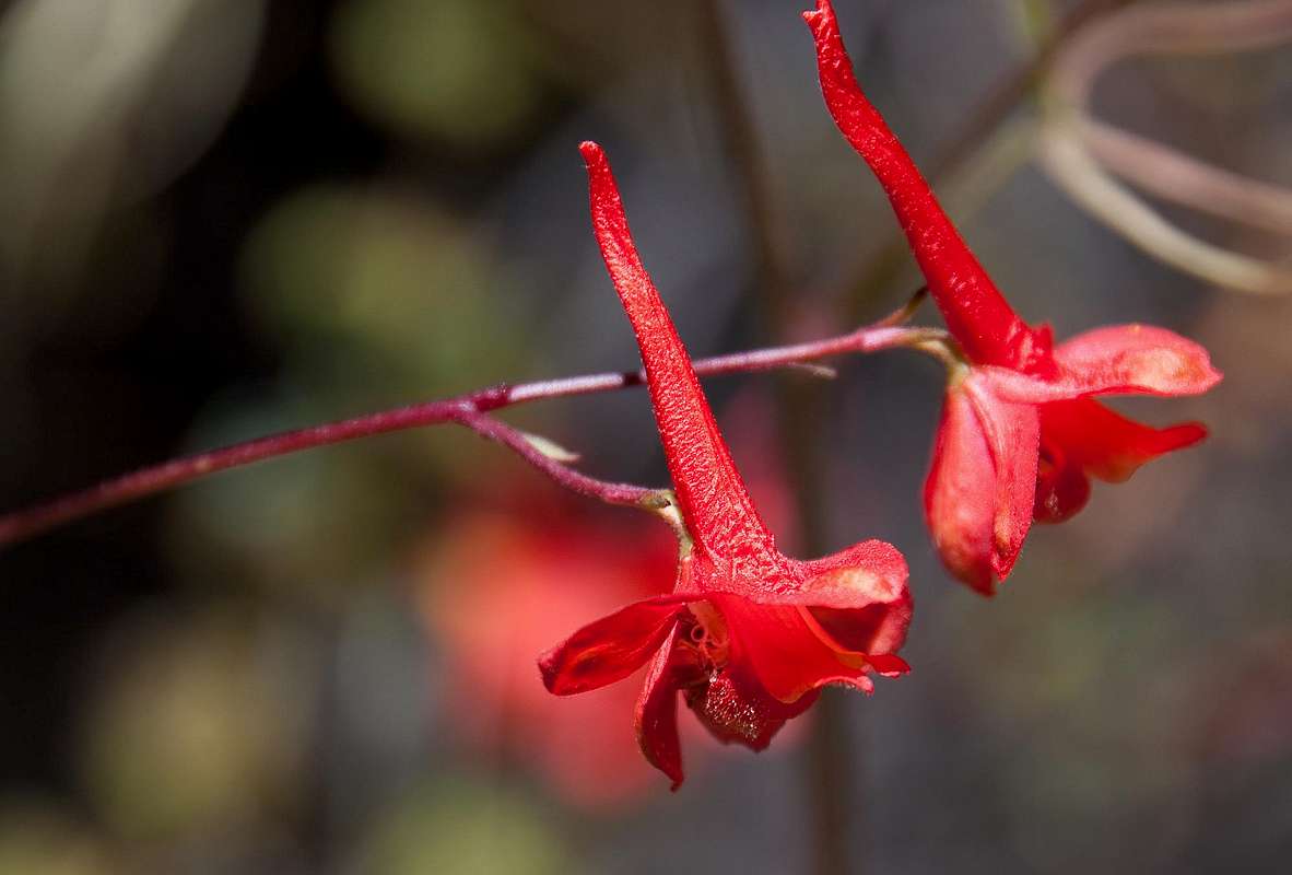 Scarlet Larkspur (Delphinium cardinale) : Photos, Diagrams & Topos ...