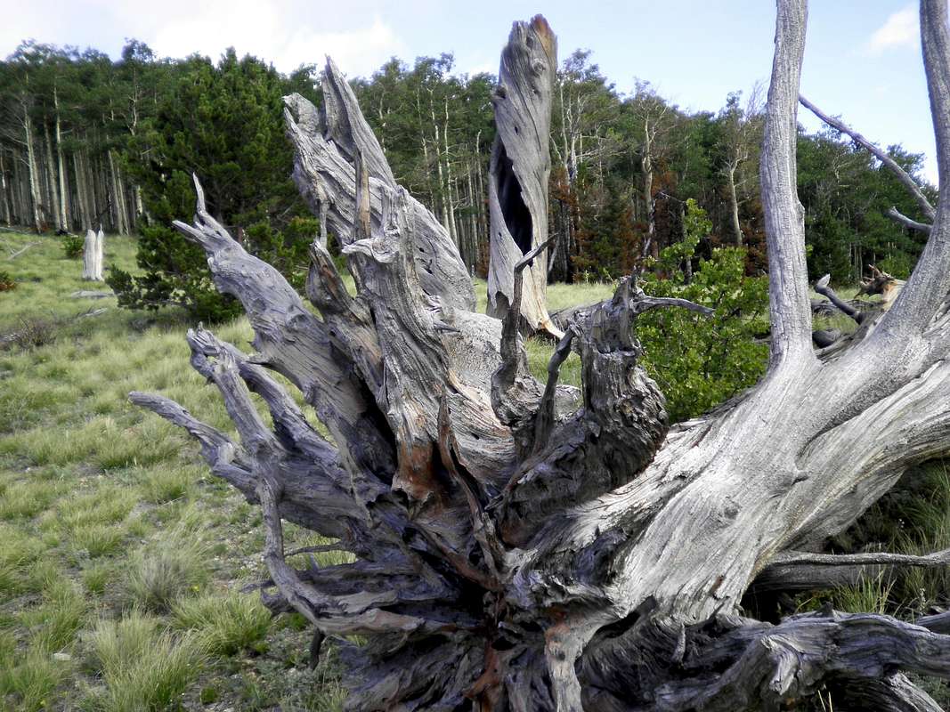 Old root ball : Photos, Diagrams & Topos : SummitPost