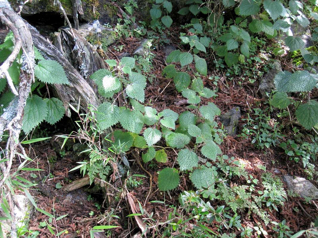 Yao Ren Mao : Photos, Diagrams & Topos : SummitPost