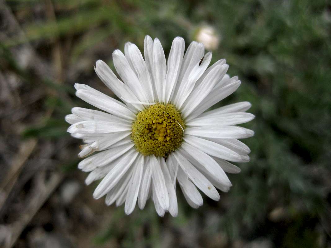Aster or Daisy : Photos, Diagrams & Topos : SummitPost