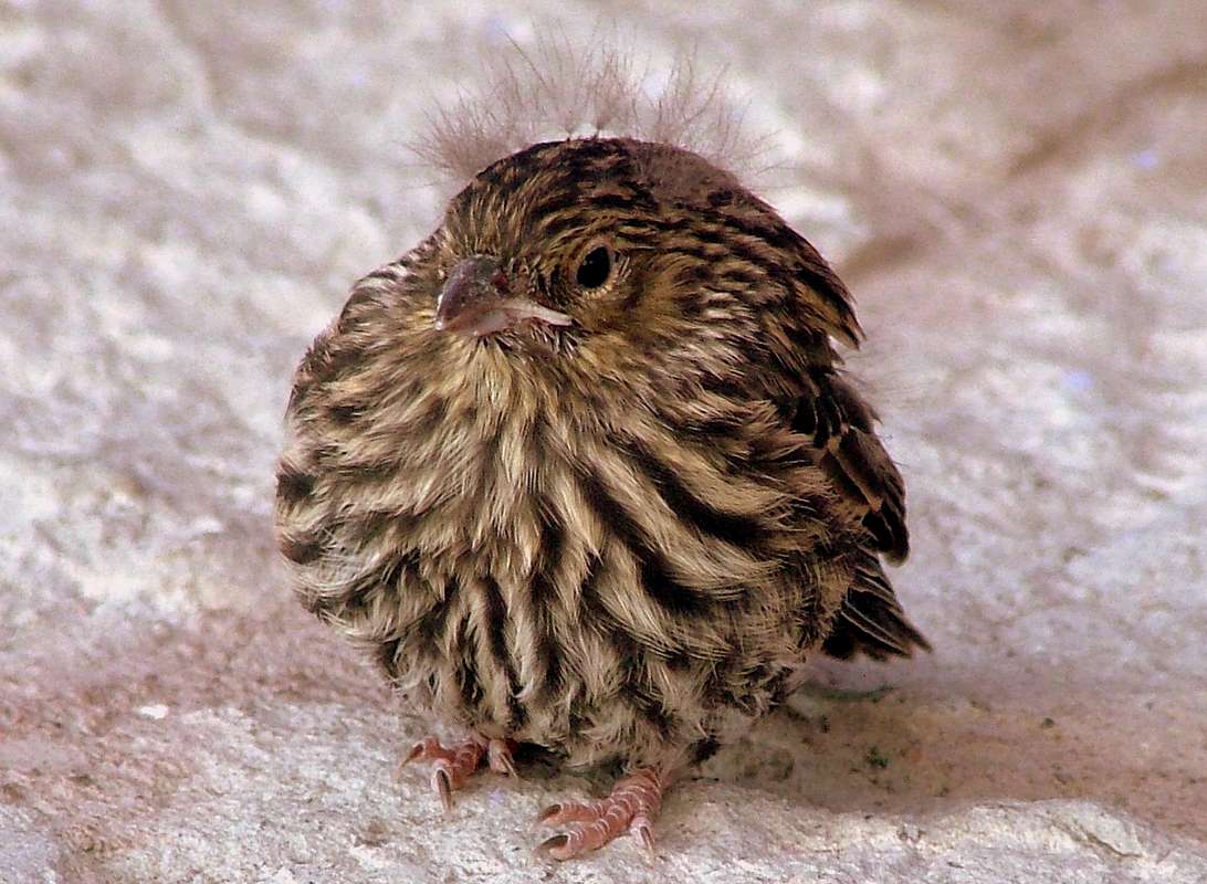 Refuge's guardian bird. : Photos, Diagrams & Topos : SummitPost