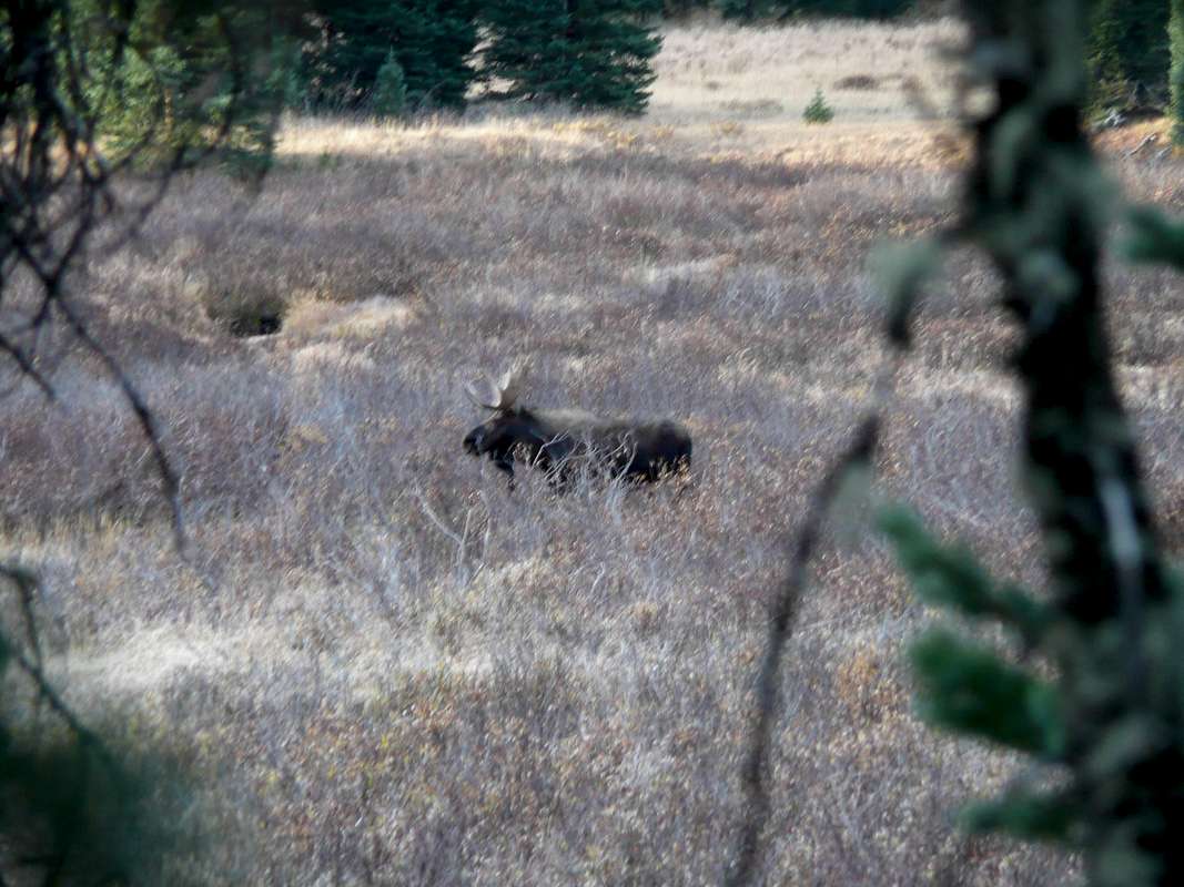 Moose near Boulder Creek : Photos, Diagrams & Topos : SummitPost