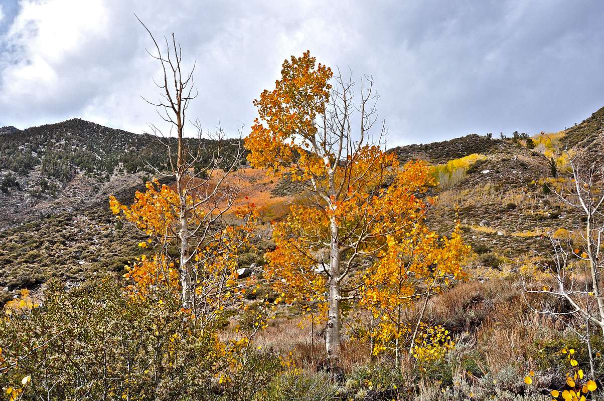 A Single Aspen Tree : Photos, Diagrams & Topos : SummitPost