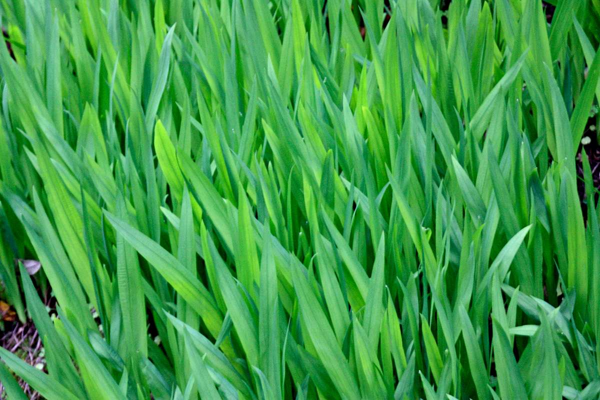 Giant Grass : Photos, Diagrams & Topos : SummitPost