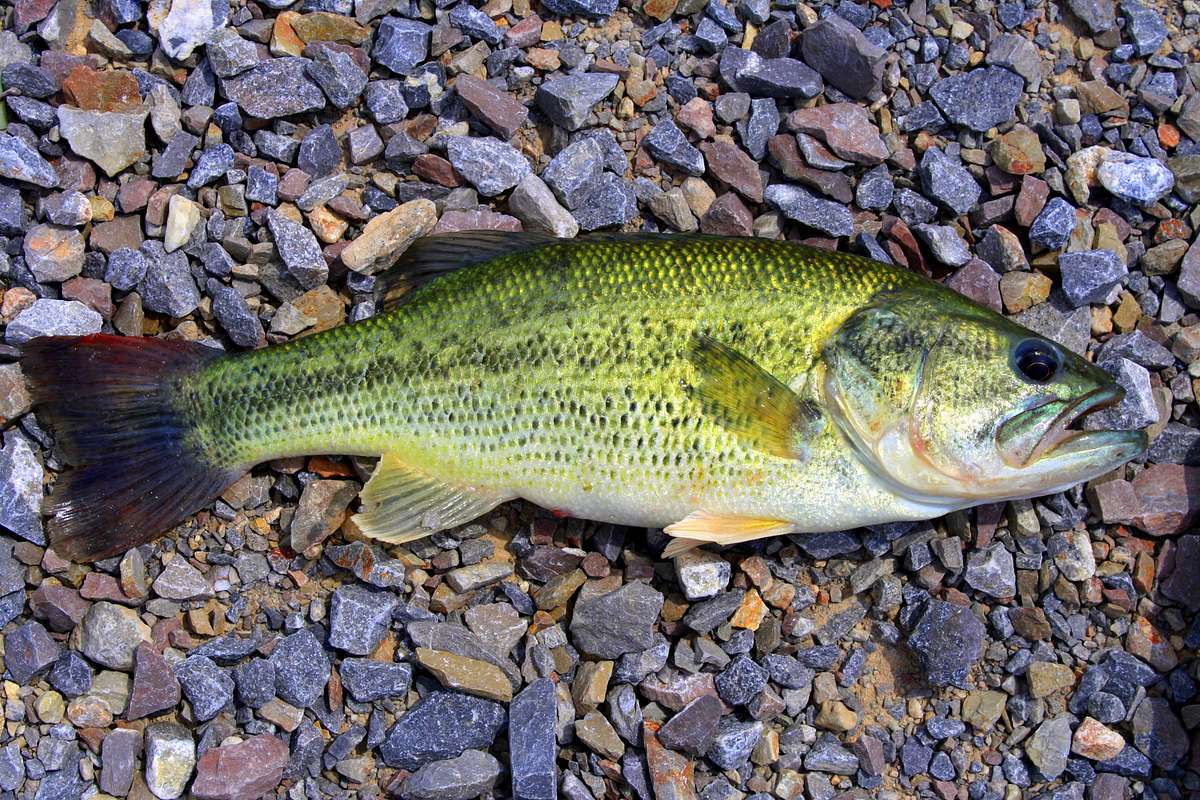 Large Mouth Bass : Photos, Diagrams & Topos : SummitPost