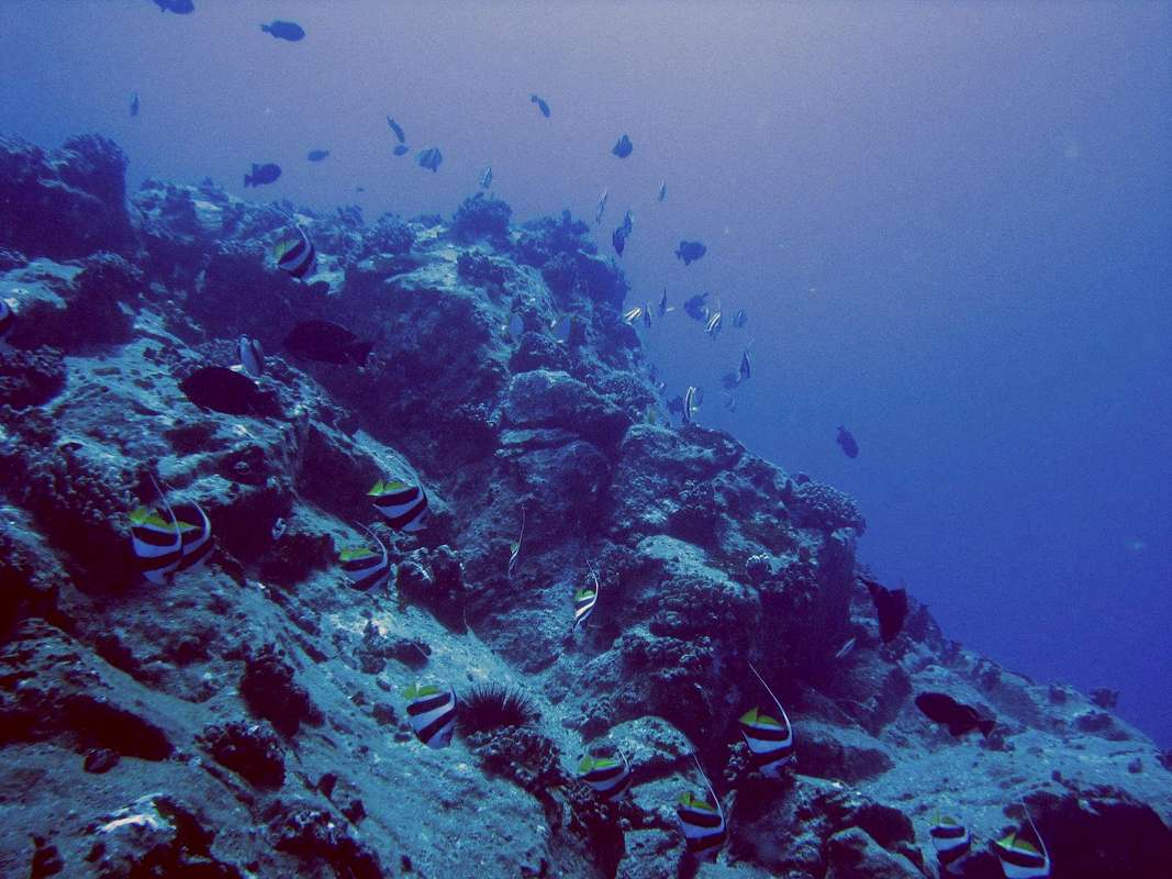 Five Fathom Pinnacle : Photos, Diagrams & Topos : SummitPost