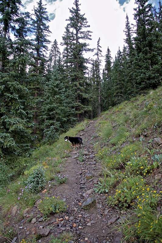 An easy trail to follow : Photos, Diagrams & Topos : SummitPost