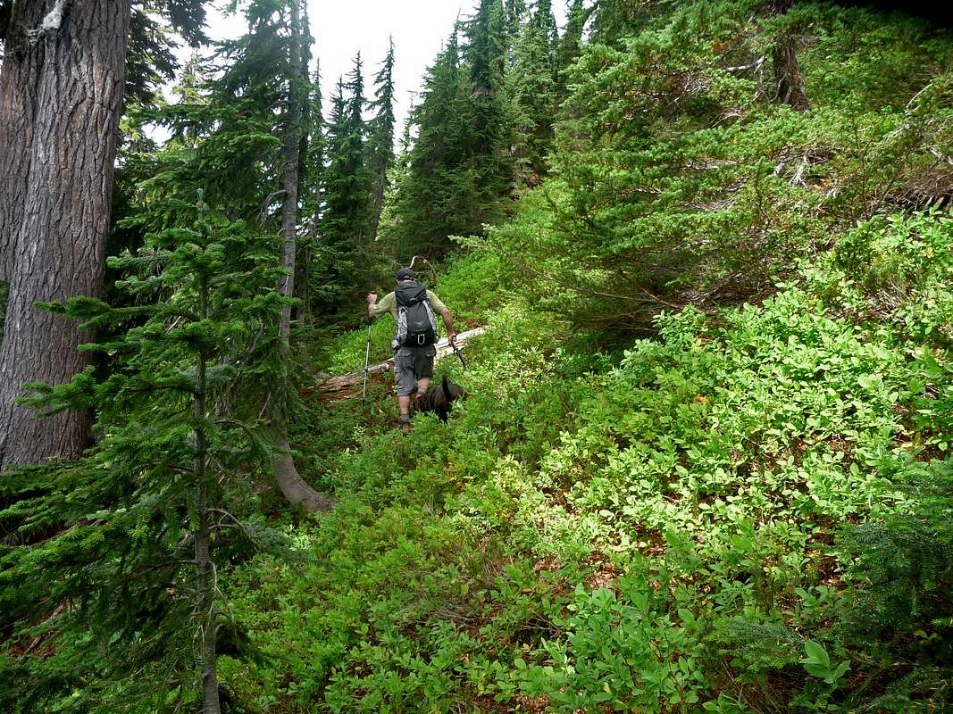Bush Whacking : Photos, Diagrams & Topos : SummitPost