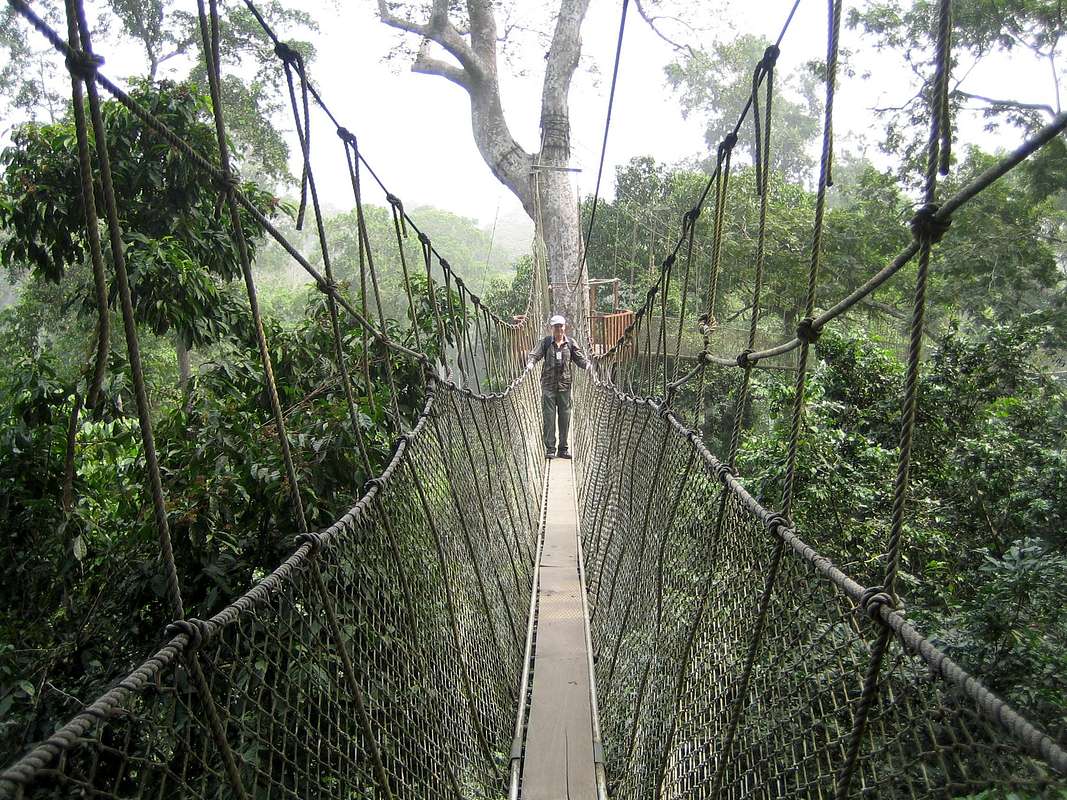 Kakum National Park : Photos, Diagrams & Topos : SummitPost