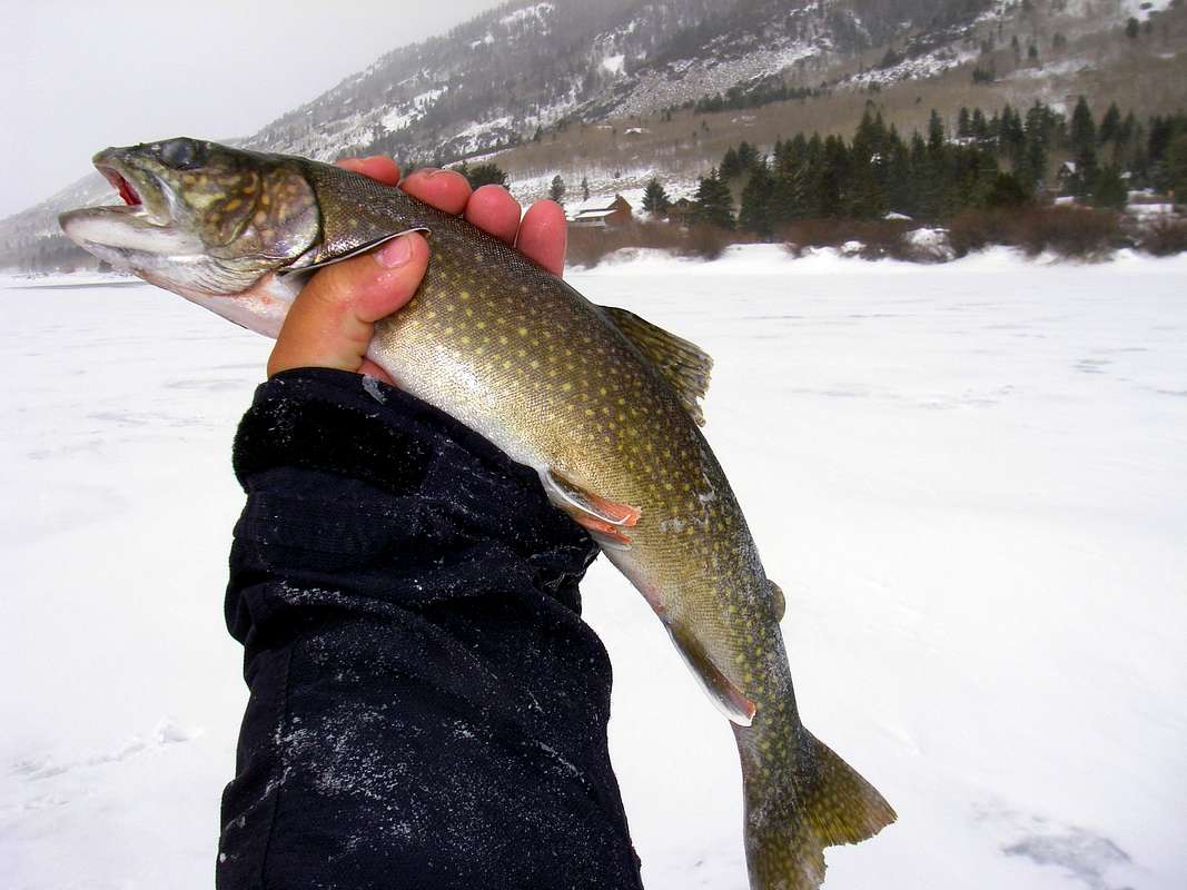 Splake Trout : Photos, Diagrams & Topos : SummitPost