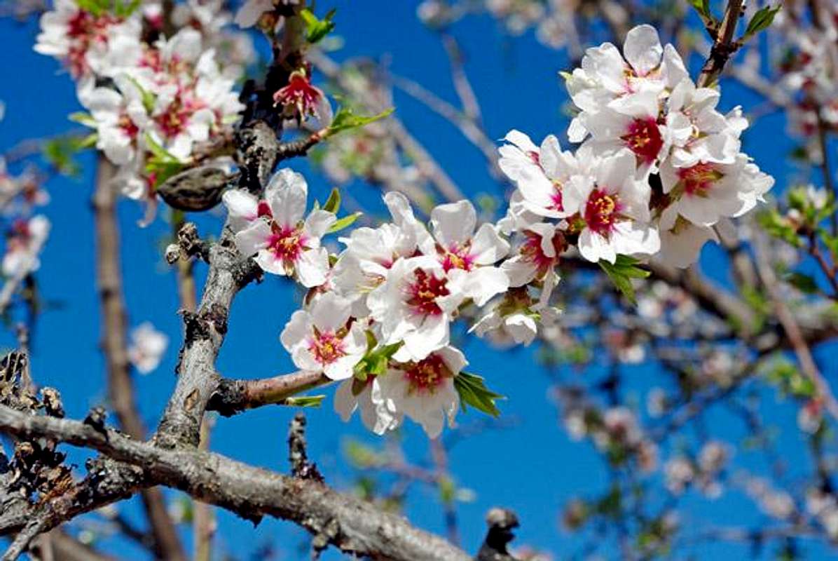 Almendro (Almond tree) : Photos, Diagrams & Topos : SummitPost