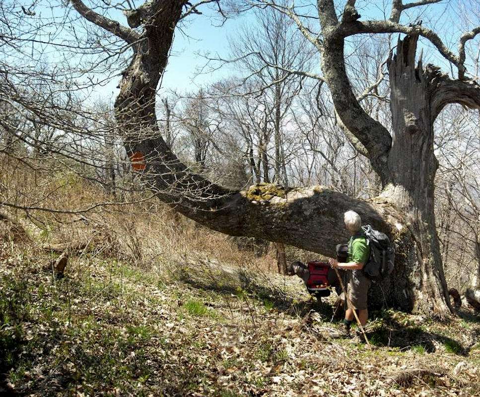 Gnarly, dude! : Photos, Diagrams & Topos : SummitPost