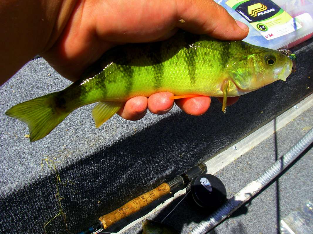 Yellow Perch : Photos, Diagrams & Topos : SummitPost