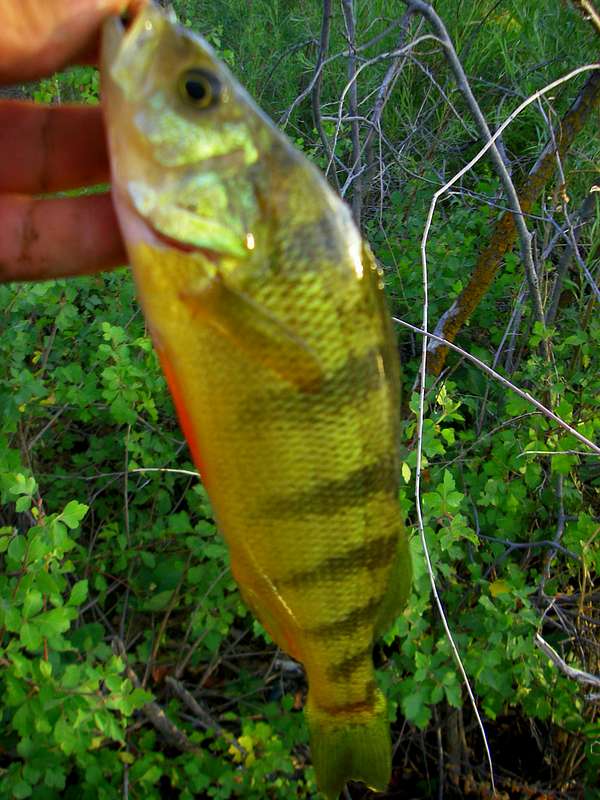 Yellow Perch : Photos, Diagrams & Topos : SummitPost