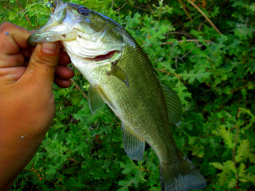 Largemouth Bass : Photos, Diagrams & Topos : SummitPost
