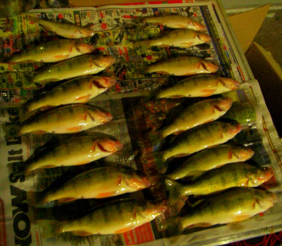 Yellow Perch : Photos, Diagrams & Topos : SummitPost