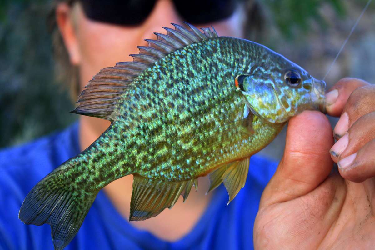 Red Ear Sunfish : Photos, Diagrams & Topos : SummitPost