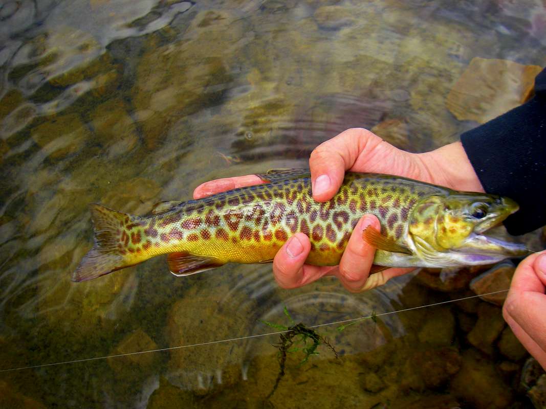 Tiger Trout : Photos, Diagrams & Topos : SummitPost