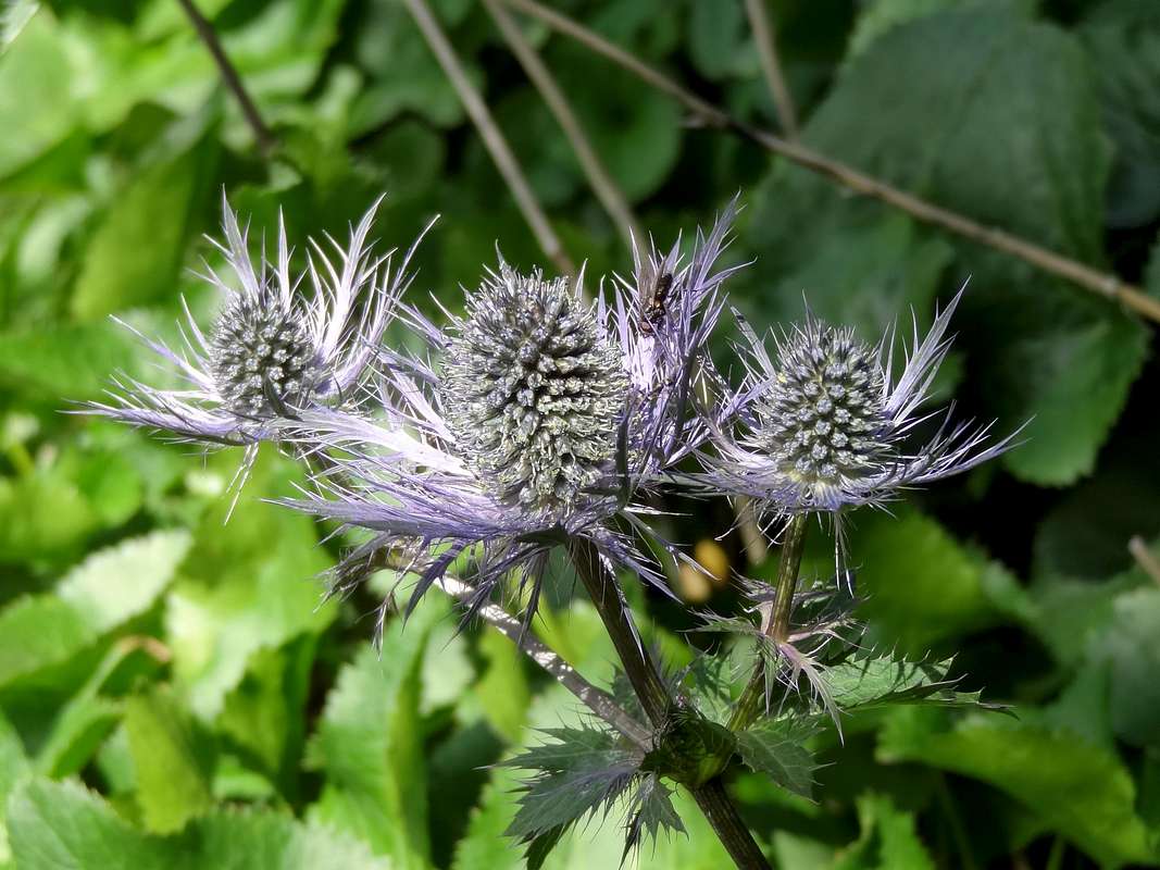 Blue thistle : Photos, Diagrams & Topos : SummitPost
