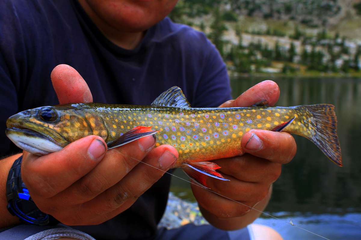 Colorful Brook Trout! : Photos, Diagrams & Topos : SummitPost