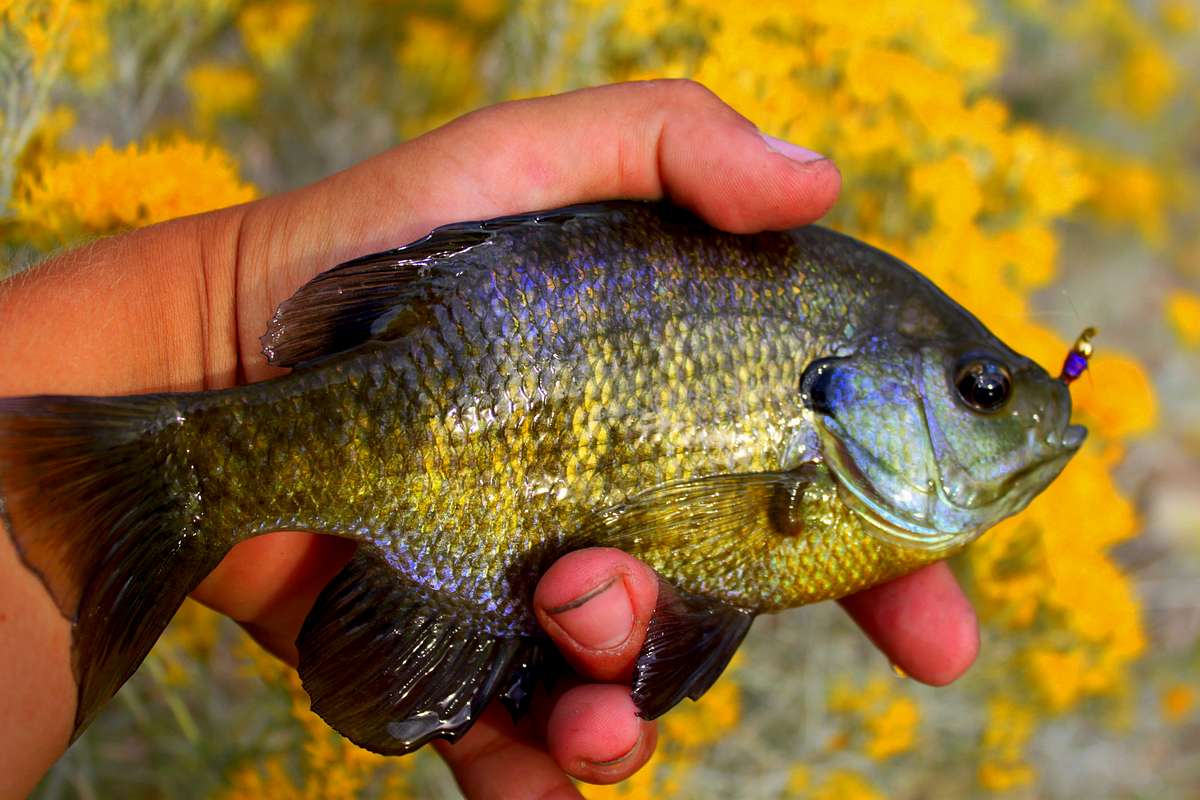 Color Bluegill : Photos, Diagrams & Topos : SummitPost