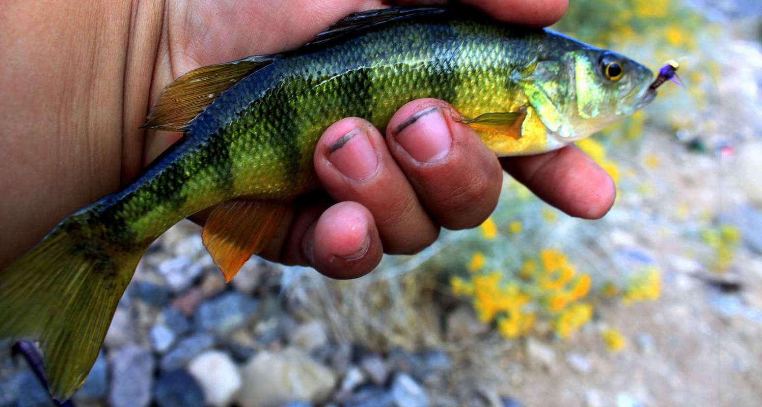 Yellow Perch : Photos, Diagrams & Topos : SummitPost