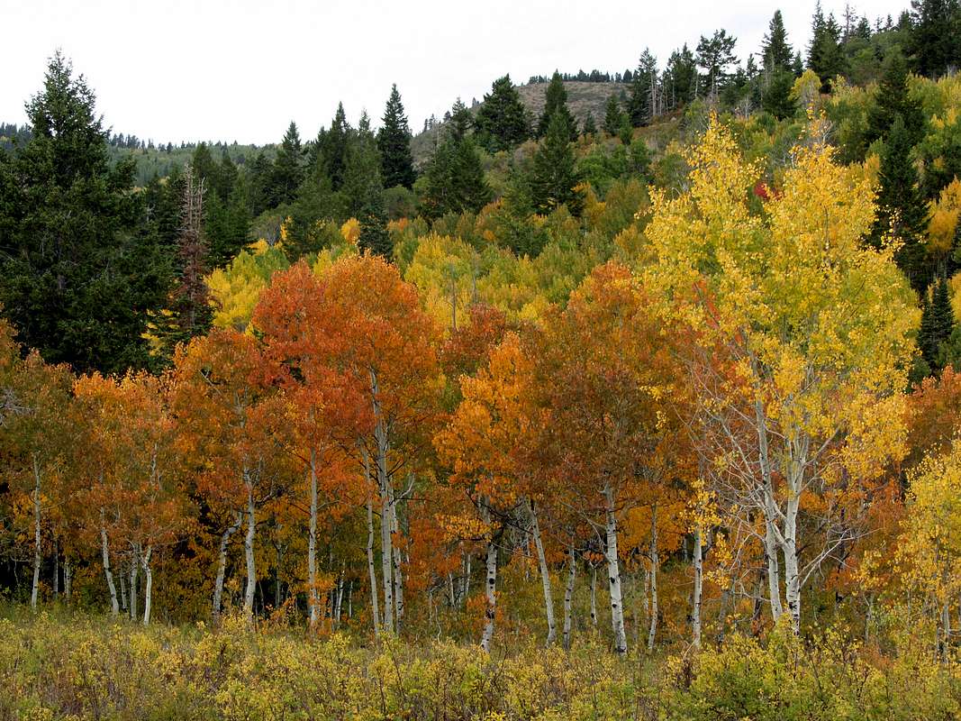 Alpine Loop orange trees : Photos, Diagrams & Topos : SummitPost