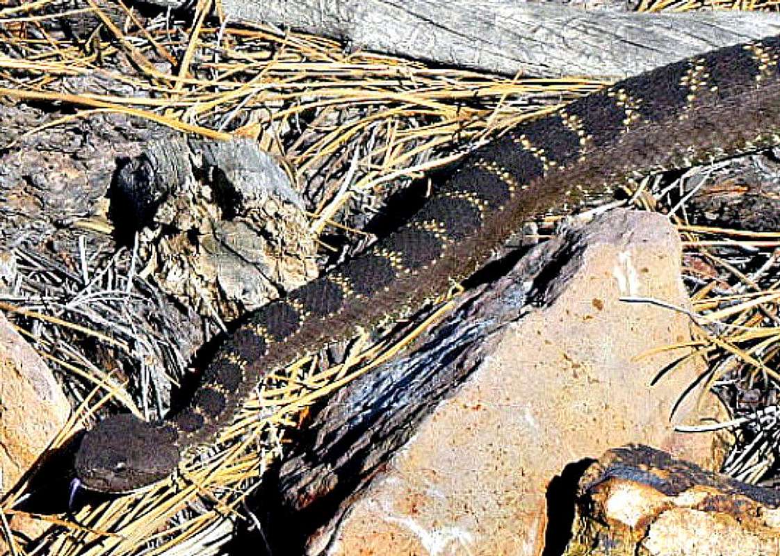 SNEAKY SNAKE : Photos, Diagrams & Topos : SummitPost