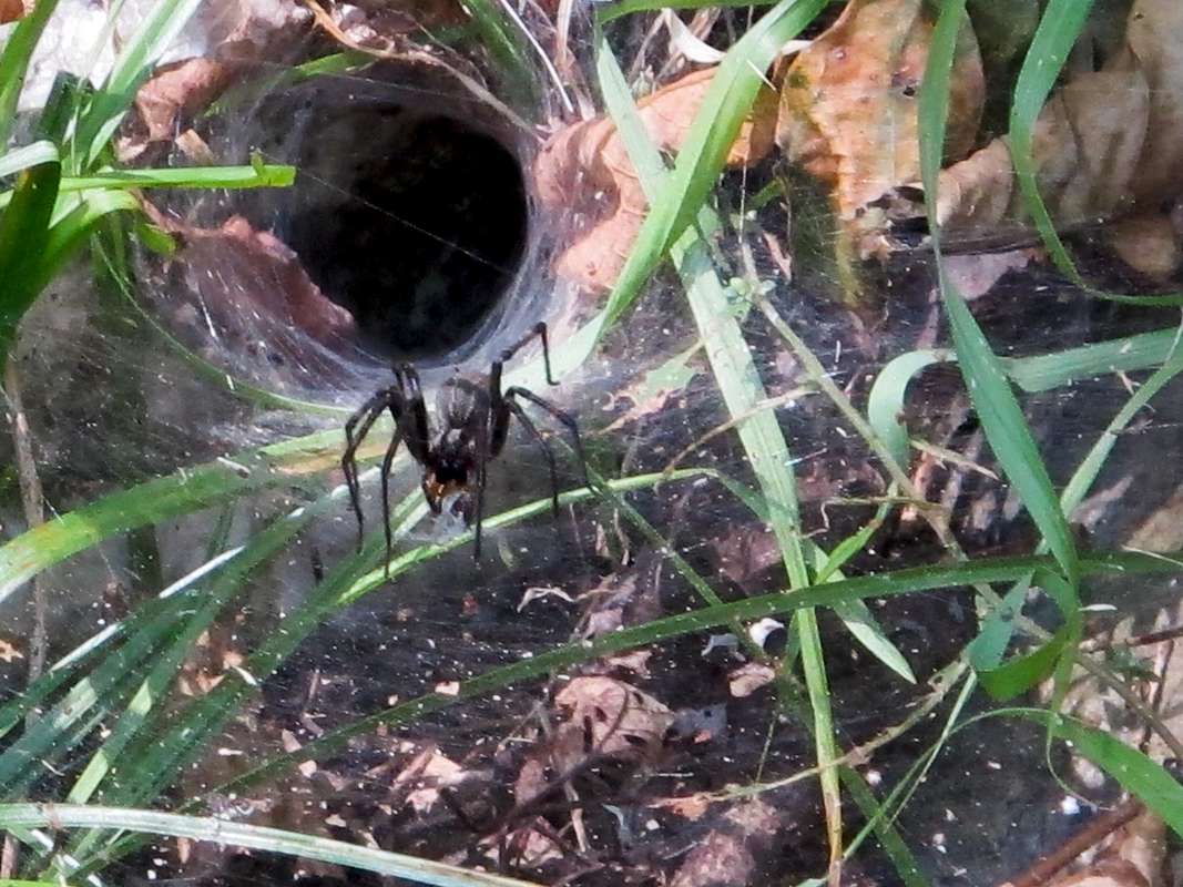 Spider Up Close : Photos, Diagrams & Topos : SummitPost