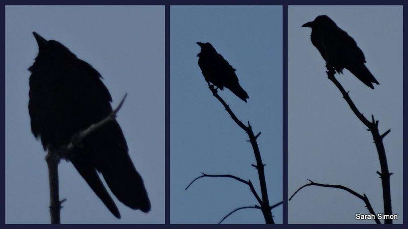 Raven below "N 1" : Photos, Diagrams & Topos : SummitPost