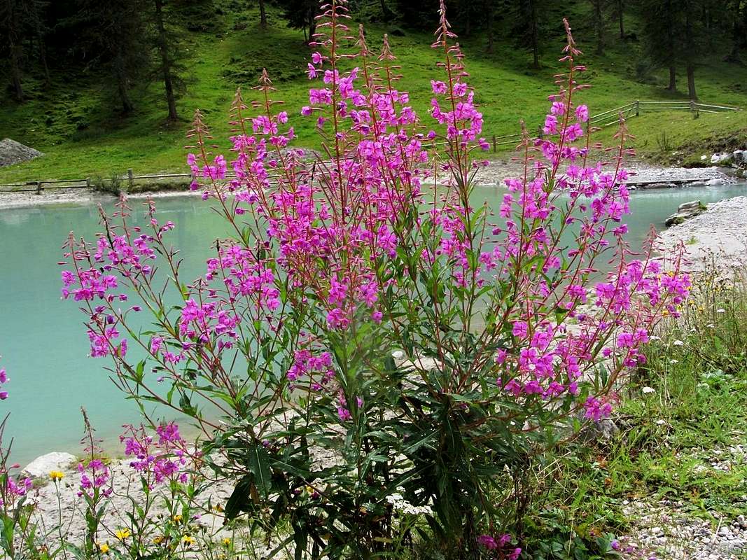 Epilobium aka Hamerion angustifolium (Fireweed) in the Bachertal ...