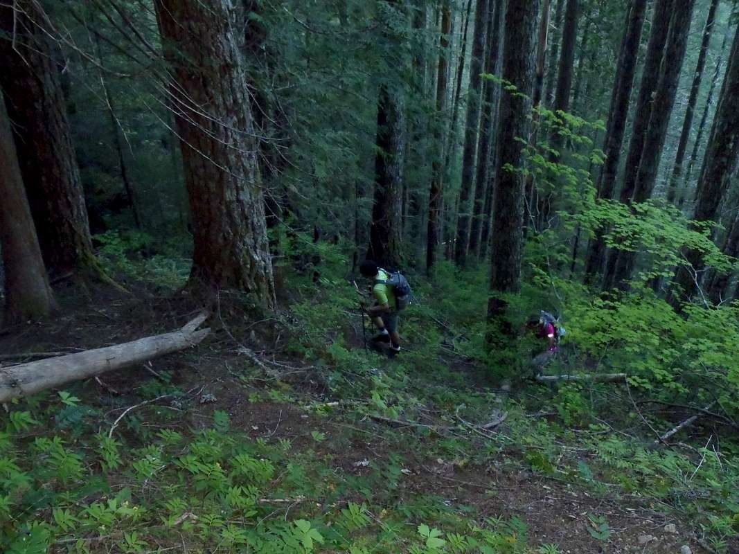 Steep Forest Trail : Photos, Diagrams & Topos : SummitPost