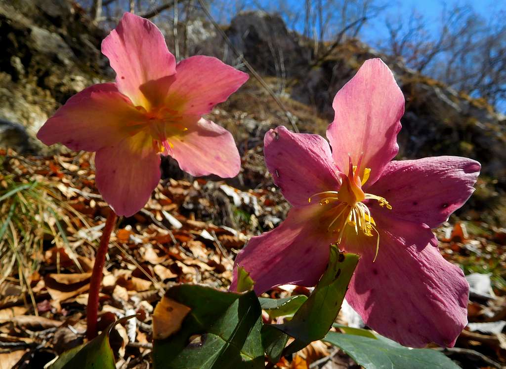 Helleborus Niger, the rebel plant - Cima Capi : Photos, Diagrams ...