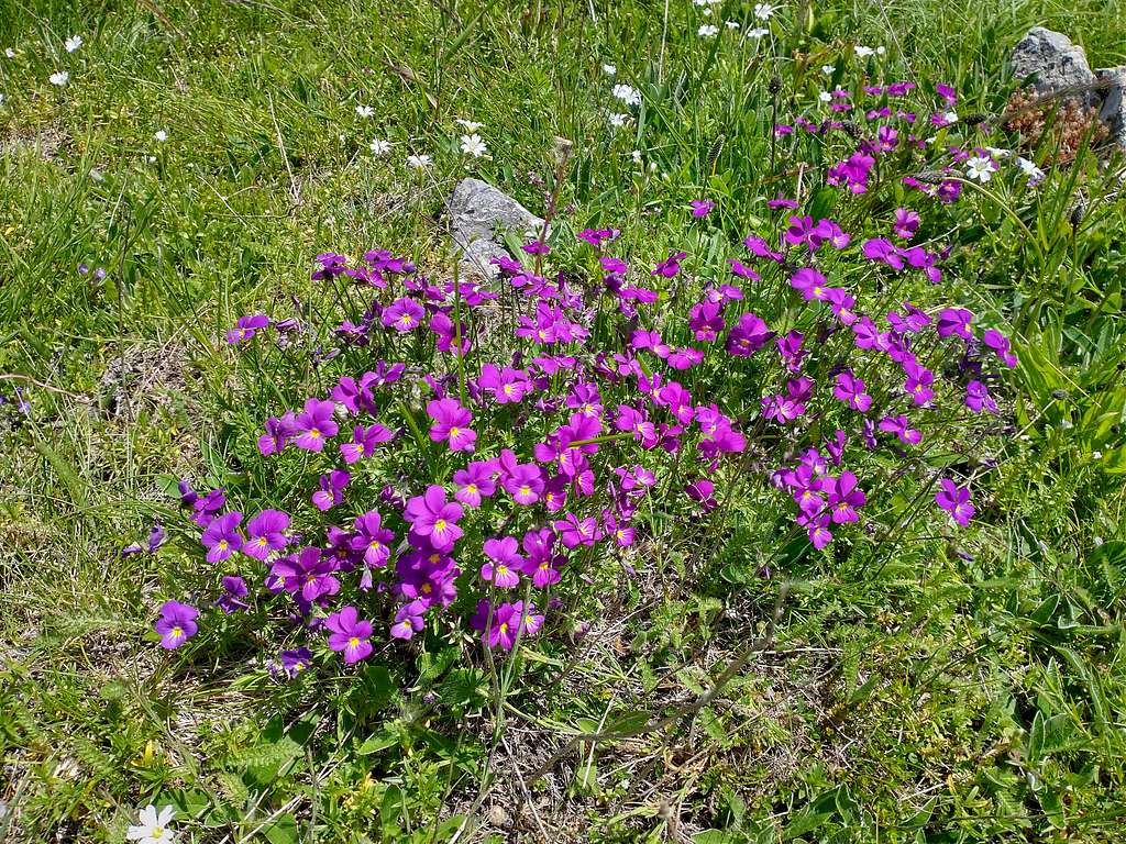 Mountain violet near Stabanski katun : Photos, Diagrams & Topos ...