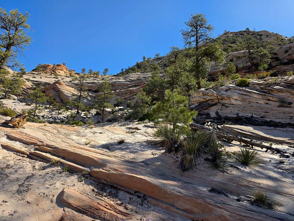 Summit or slopes of Progeny Peak : Photos, Diagrams & Topos : SummitPost