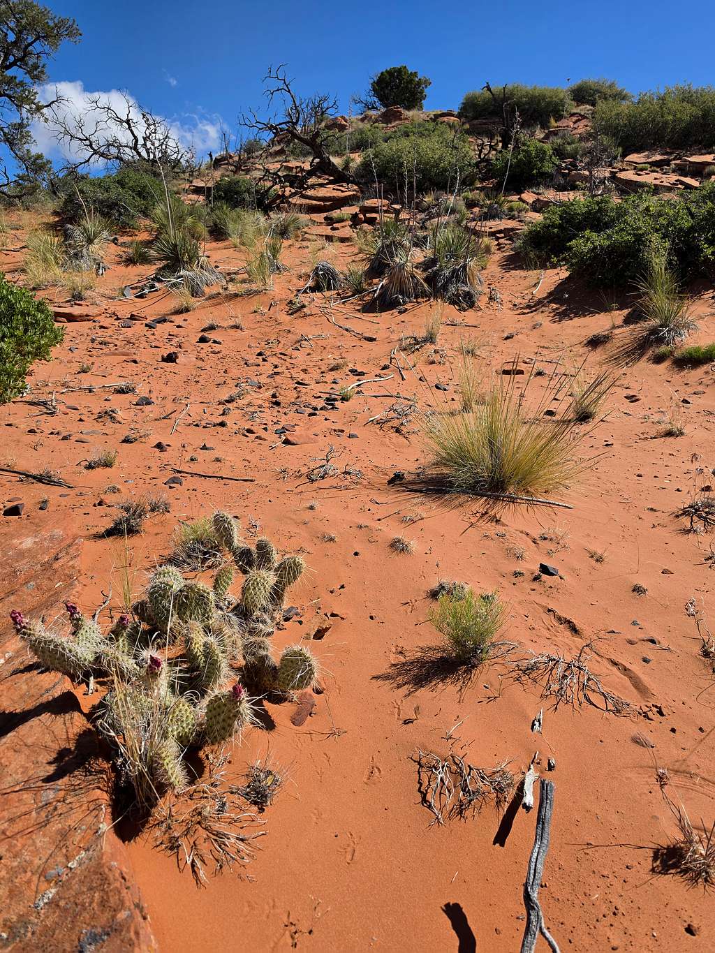 descending a red sand slope : Photos, Diagrams & Topos : SummitPost