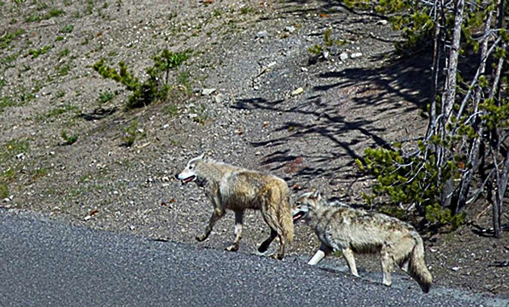 Yellowstone Wolves : Photos, Diagrams & Topos : SummitPost