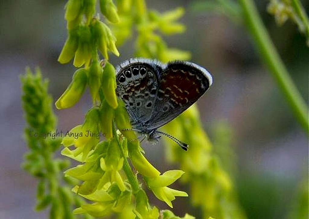The Smallest Butterfly in the World : Photos, Diagrams & Topos : SummitPost