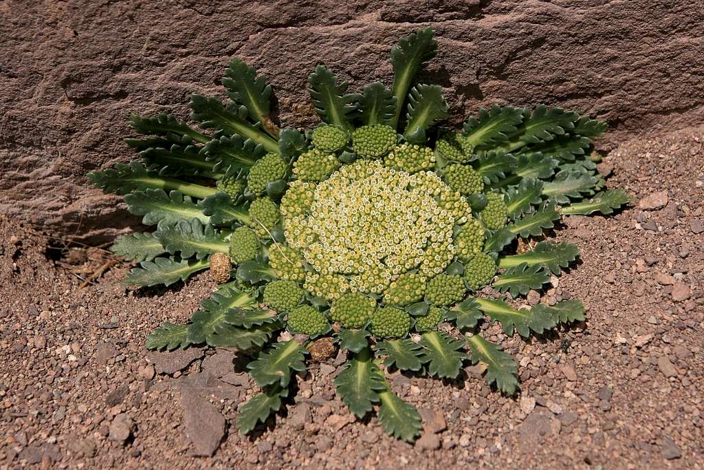 interesting plant : Photos, Diagrams & Topos : SummitPost